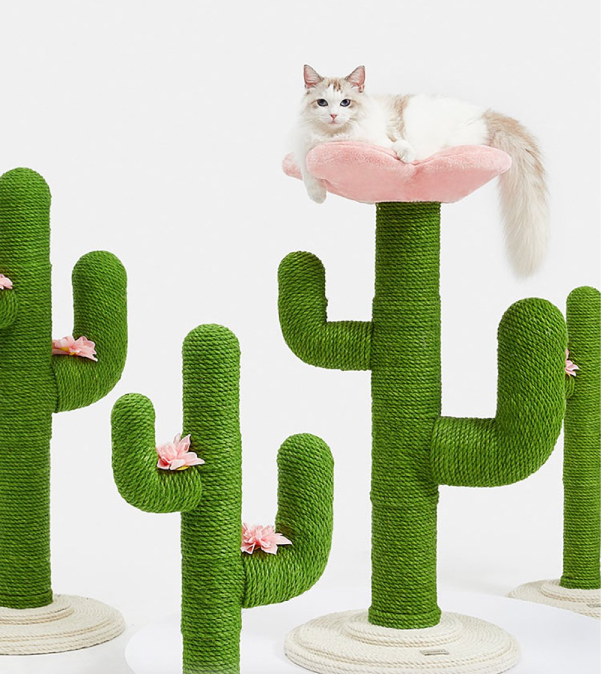 各種會長貓的仙人掌大集合 - mao & kou